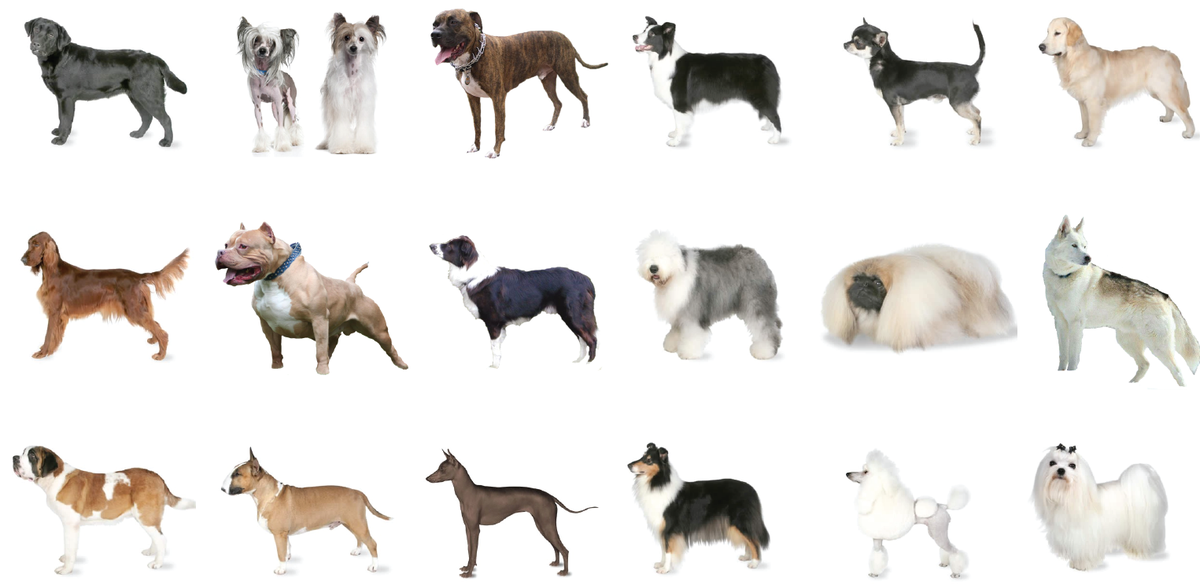Revealed Britain s Most and Least Loved Dog Breeds YouGov revealed-britain-s-most-and-least-loved-dog-breeds-yougov